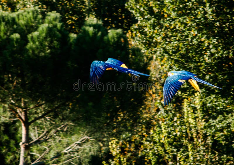 Two Macaws Flying with a Green Forest Background Stock Image - Image of ...