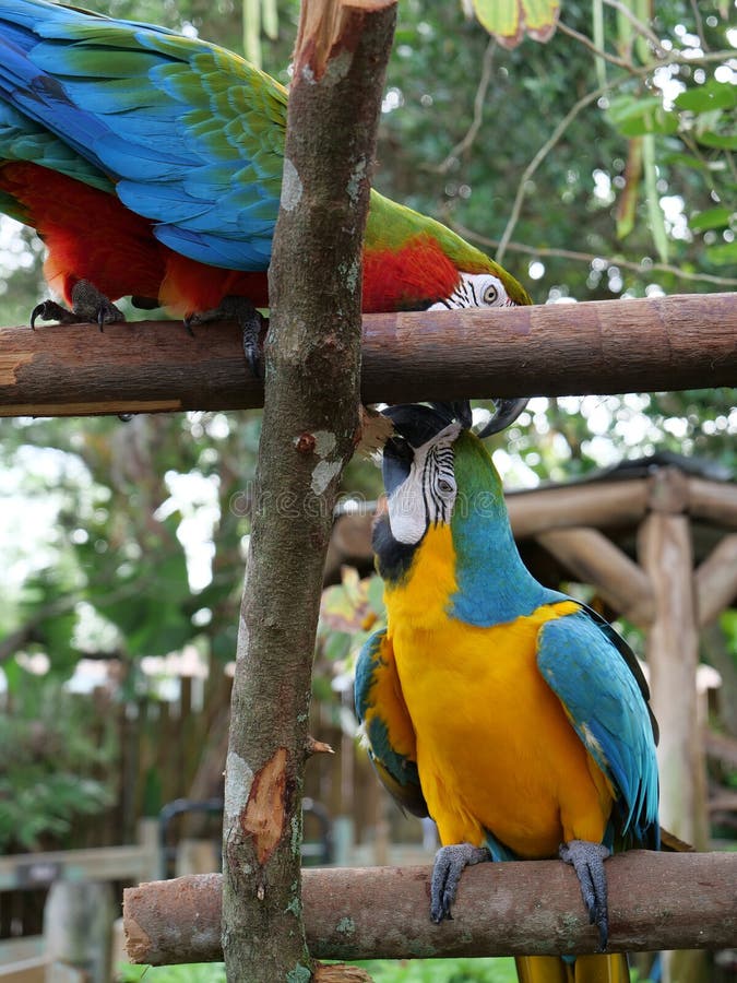 Two Macaws Interacting with Each Other Stock Photo - Image of branch ...