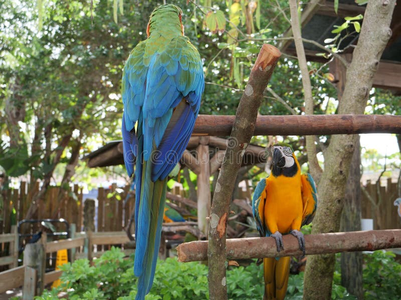 Two Macaws Perched on Branches Stock Image - Image of florida, bird ...