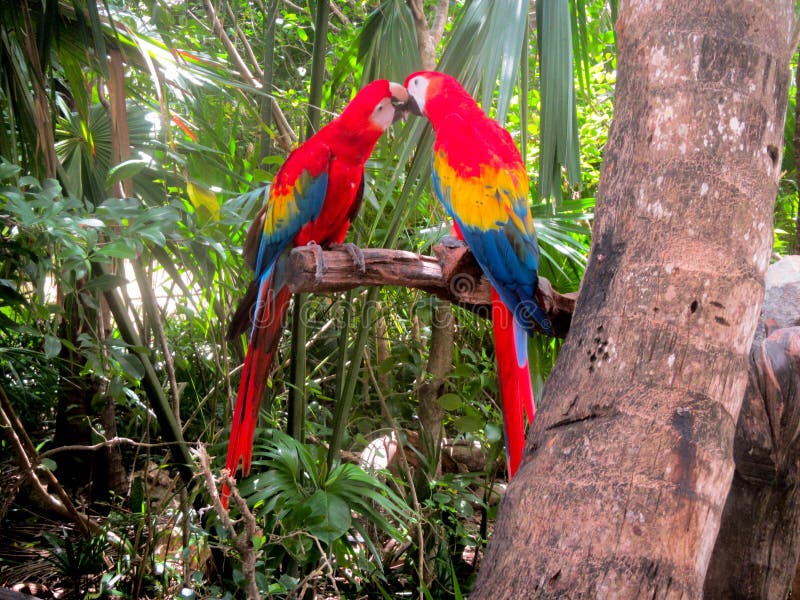 Two Macaws Sitting on a Branch Stock Photo - Image of communication ...