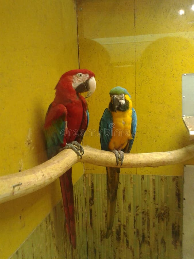 Two macaws stock image. Image of yellow, birds, close - 4114877
