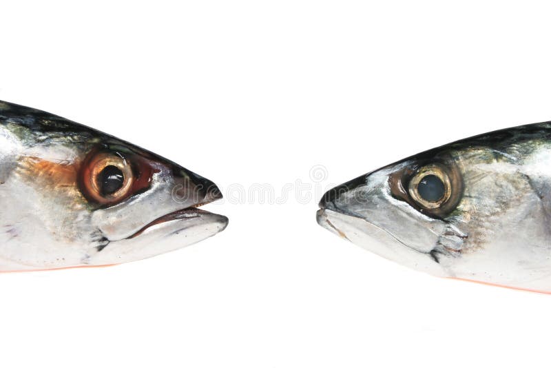 Two mackerel heads stock image. Image of skin, fish, mouth - 6156933