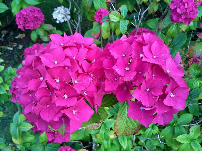 Two Magenta Hydrangeas stock photo. Image of stamen, summer - 92116410