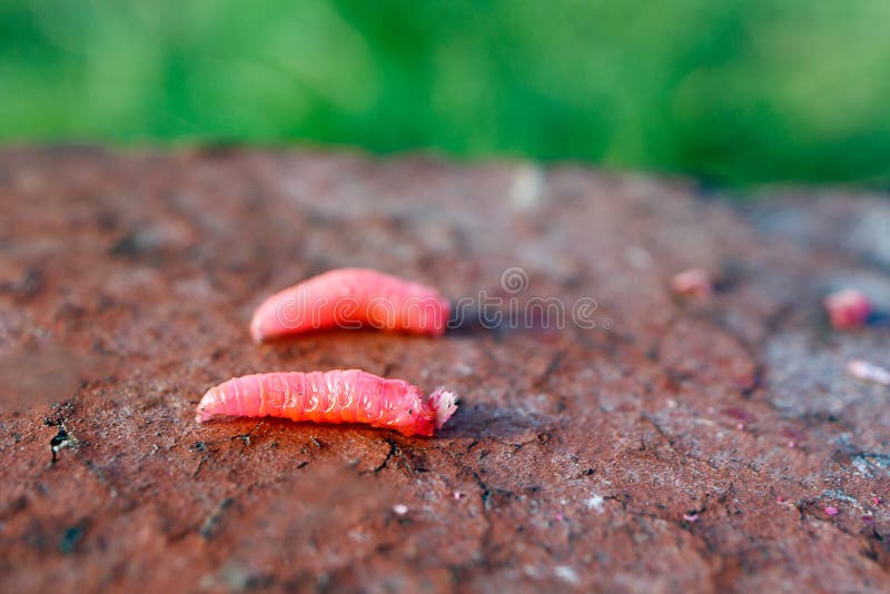 Two Maggots of Red Crawling on a Red Red Brick, the Backdrop of Green ...