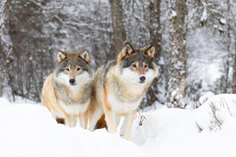 Two Magnific Wolves in Wolf Pack in Cold Winter Forest Stock Image ...