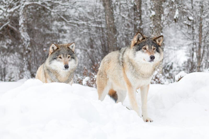 Wolf Pack Running in the Cold Landscape Stock Photo - Image of eurasian ...