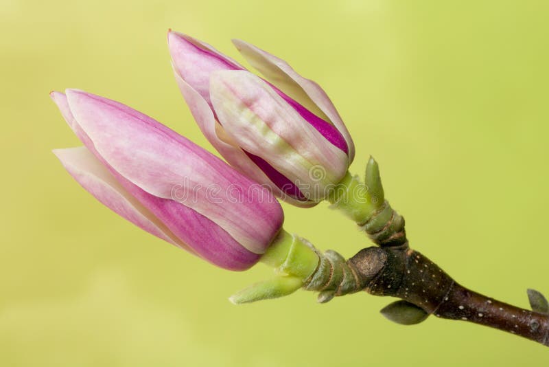 Two magnolia flowers stock photo. Image of petals, pink - 66936002