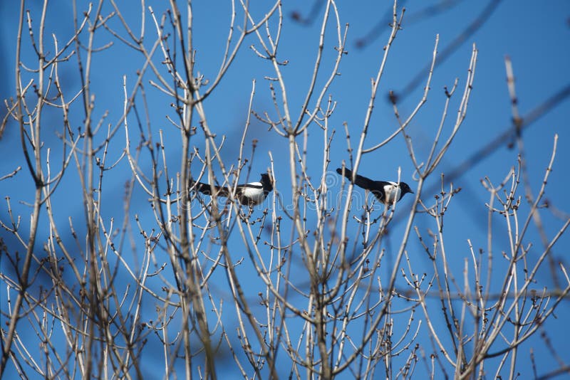 Two Magpies on the Birch Tree in Spring Stock Image - Image of nature ...