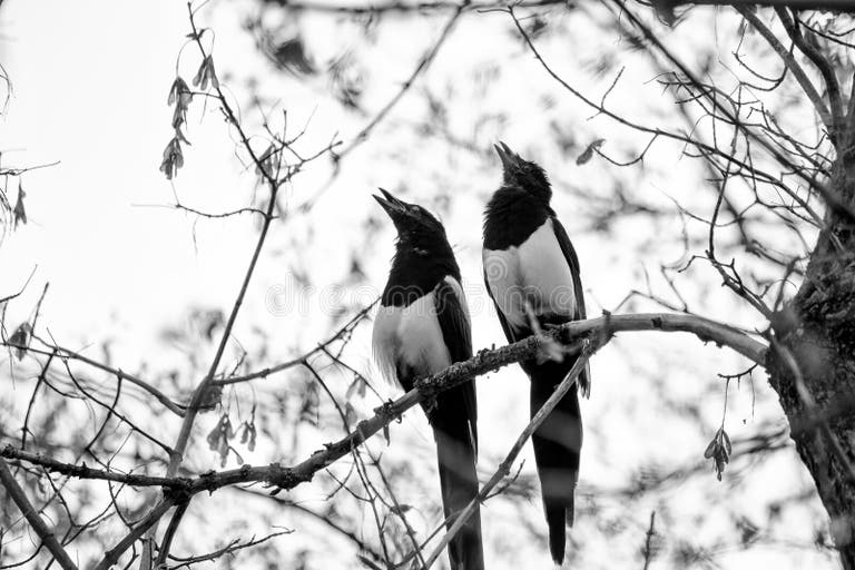 Two magpies perched branch stock image. Image of singing - 45146621