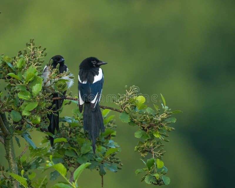 Two Magpies Perched on a Tree Branch Stock Photo - Image of fauna ...