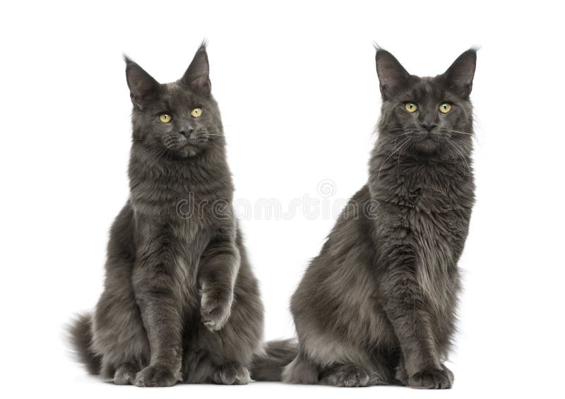 Two Maine Coons stock image. Image of background, people - 61347039