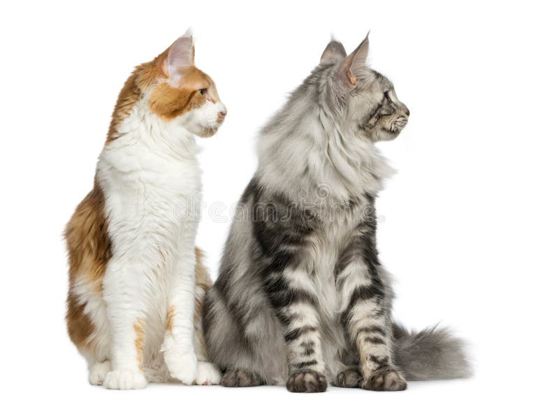 Two Maine Coons Sitting Stock Photos - Free & Royalty-Free Stock Photos ...