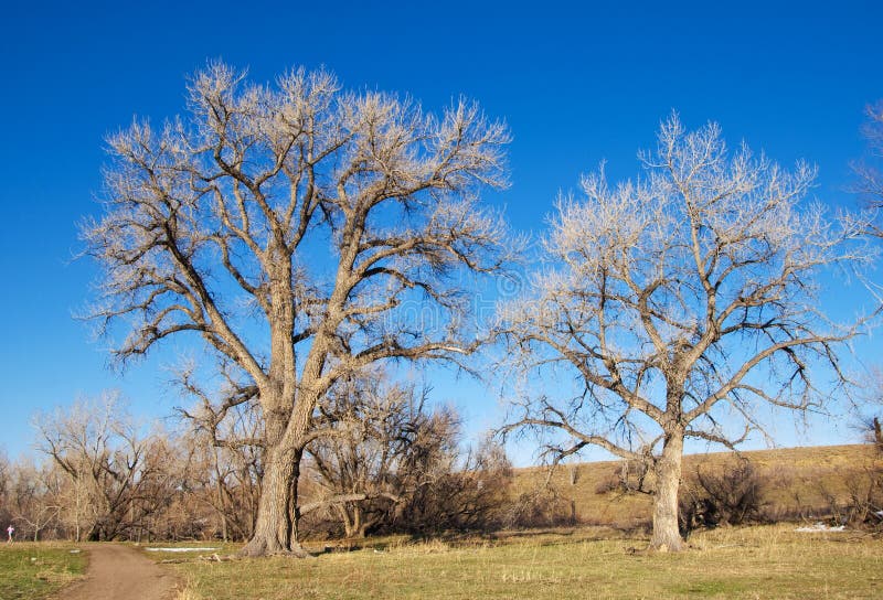 Bare Cottonwood Trees on the Colorado Prairie Stock Photo - Image of ...