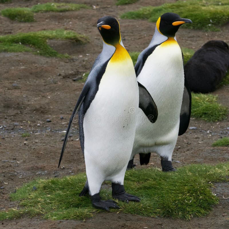 Majestic King Penguins Standing Side by Side in a Field Dotted with ...