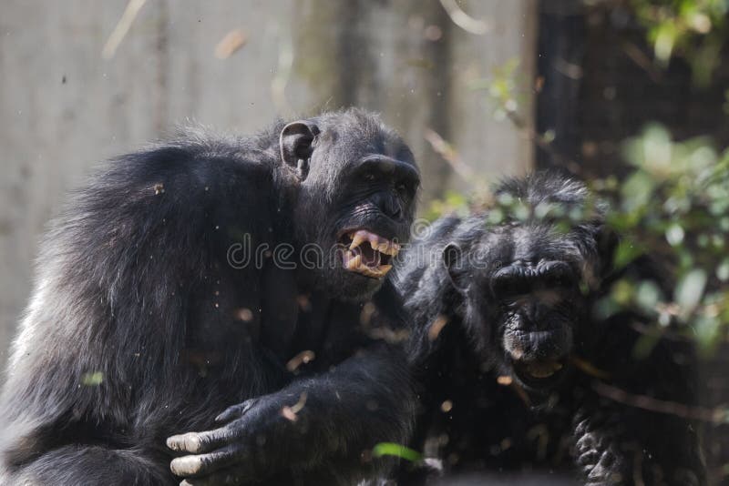 Chimpanzee Fighting Stock Photos - Free & Royalty-Free Stock Photos ...