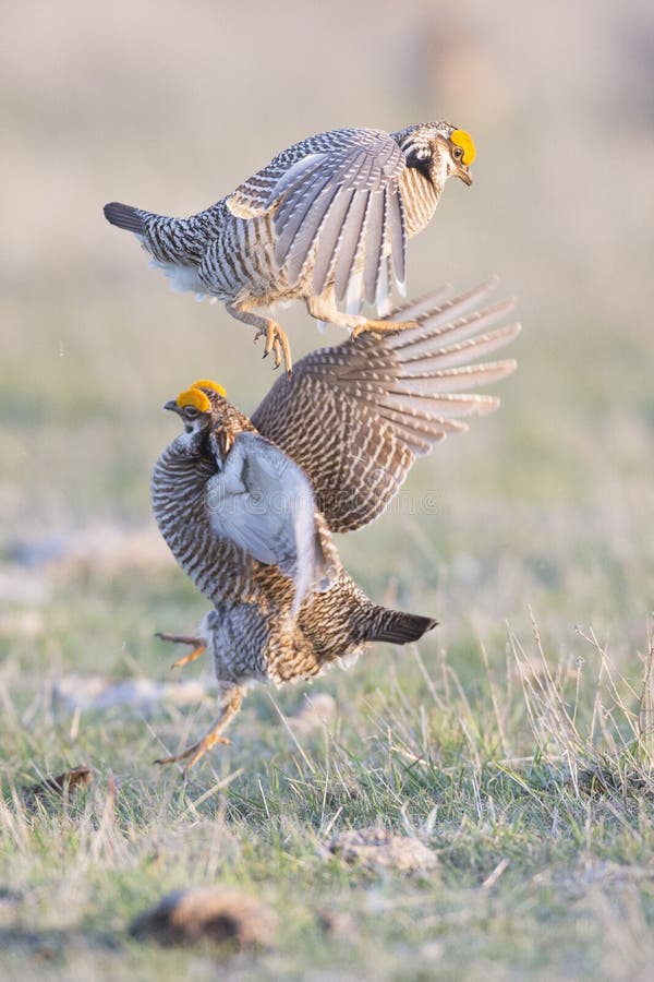 Two Male Prairie Chickens Fighting Stock Photo - Image of birds, mikael ...