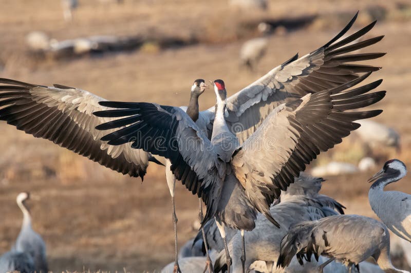 Two Male Common Cranes Challenge Each Other Stock Photo - Image of ...