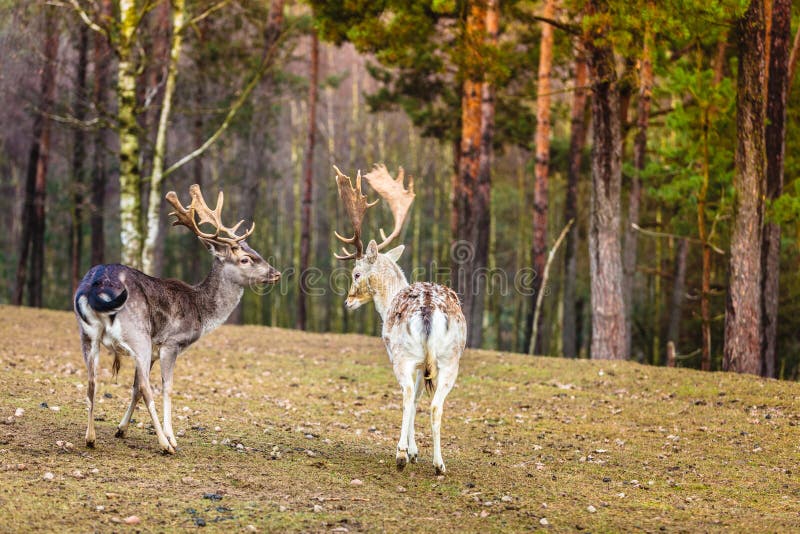 Two male deer in the wild stock image. Image of deer - 51463605