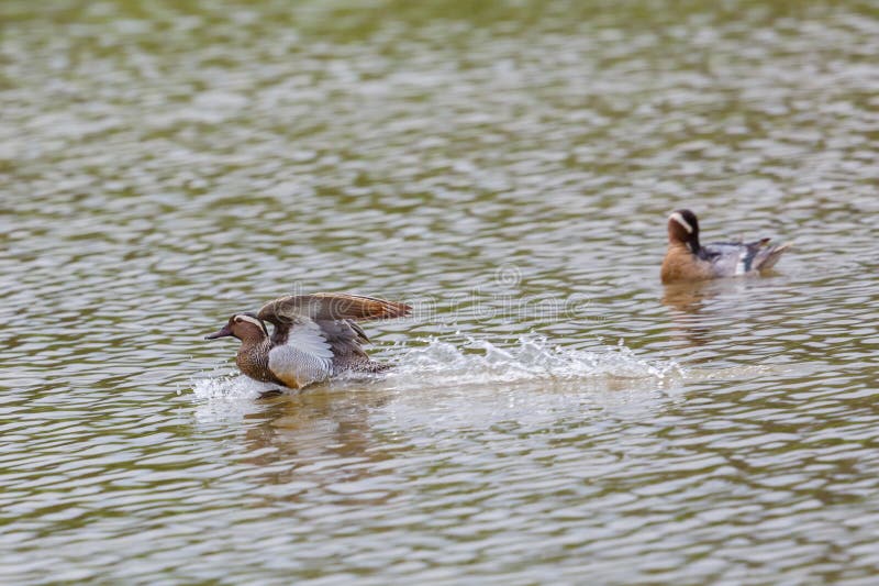 Two Male Garganey Ducks (anas Querquedula) in Water Stock Image - Image ...