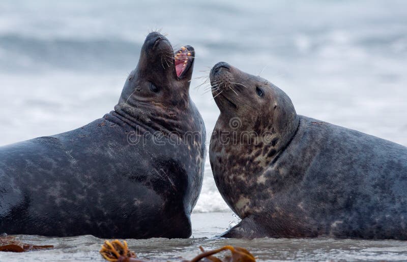 Two male grey seal stock photo. Image of mammal, nature - 28593136