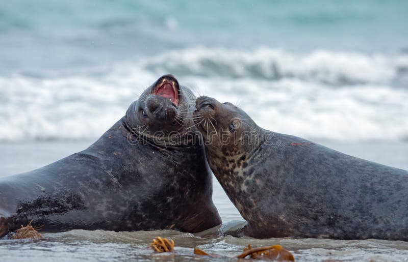 Two male grey seal stock photo. Image of european, nature - 28593322