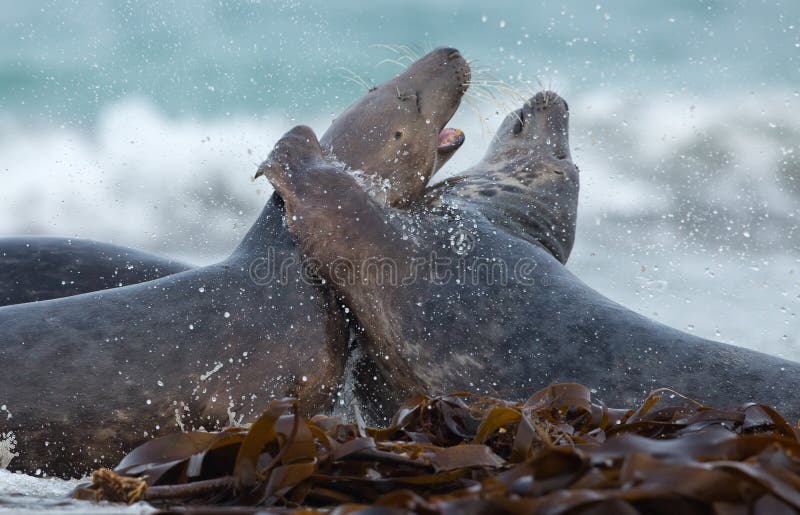 Two male grey seal stock photo. Image of mammal, nature - 28593136