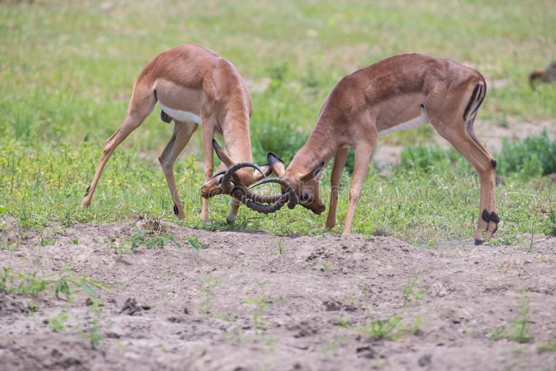 Two Male Impala Fight in for the Herd with Best Territory Stock Photo ...
