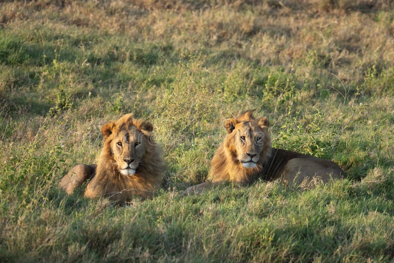 Two Male Lion Siblings Lying in the Grass Stock Photo - Image of gloria ...