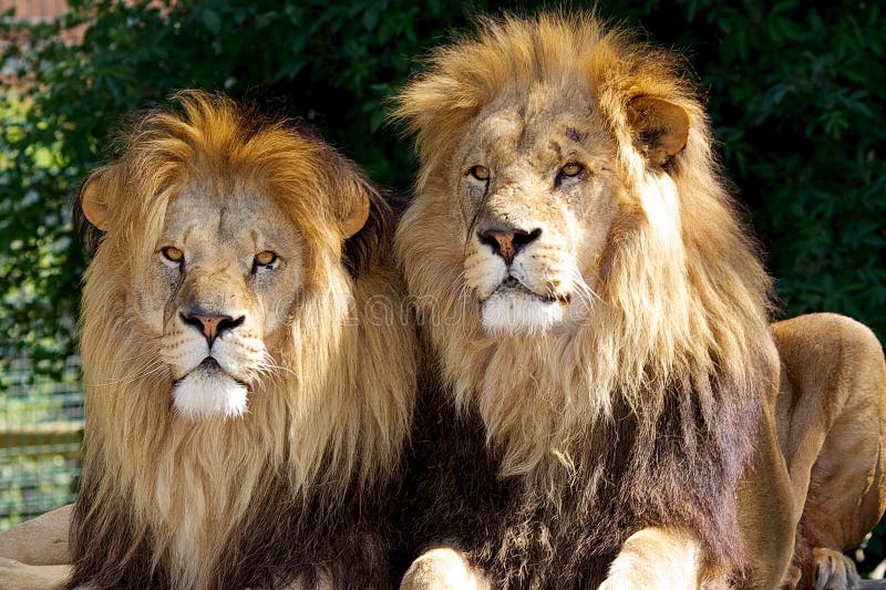 Two male Lions stock image. Image of attack, large, predator - 14555563