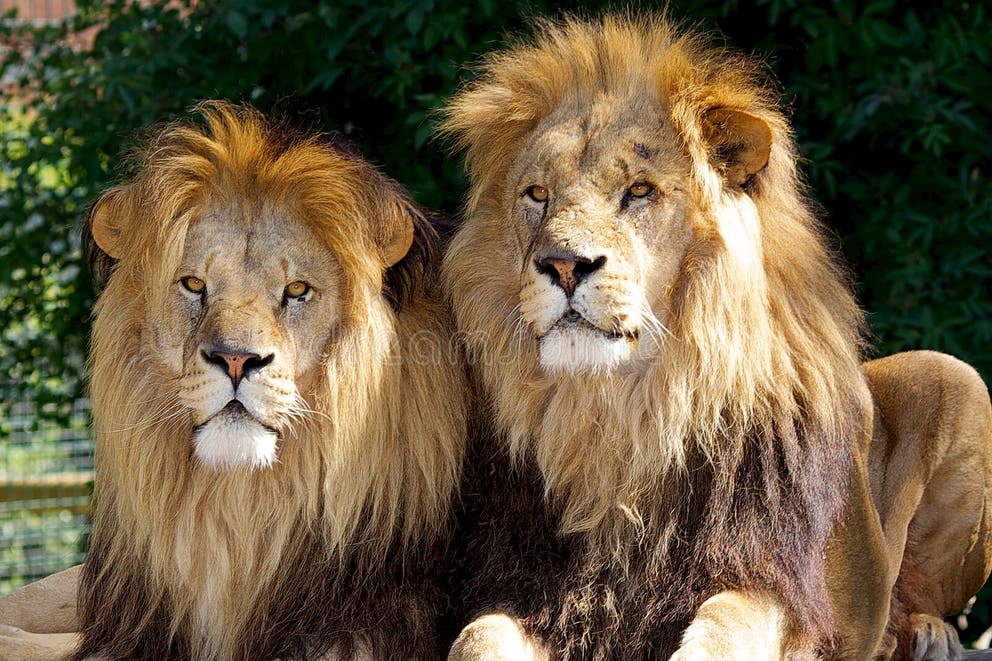 Two male Lions stock image. Image of attack, large, predator - 14555563