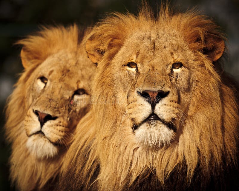 Two Male Lions stock photo. Image of african, sunset - 16410410