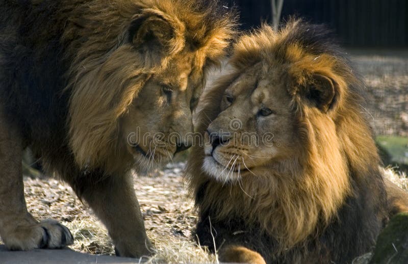 Two male lions stock photo. Image of tender, five, dual - 685440