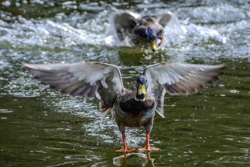 Two Male Mallard Ducks Chasing Each Other on the Lake Stock Photo ...