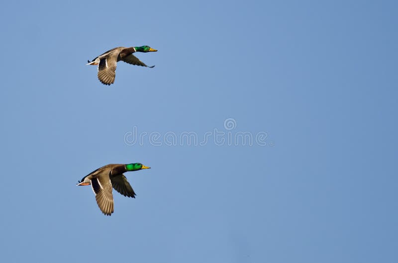 Male Mallard Duck Flying in a Pale Blue Sky Stock Photo - Image of ...