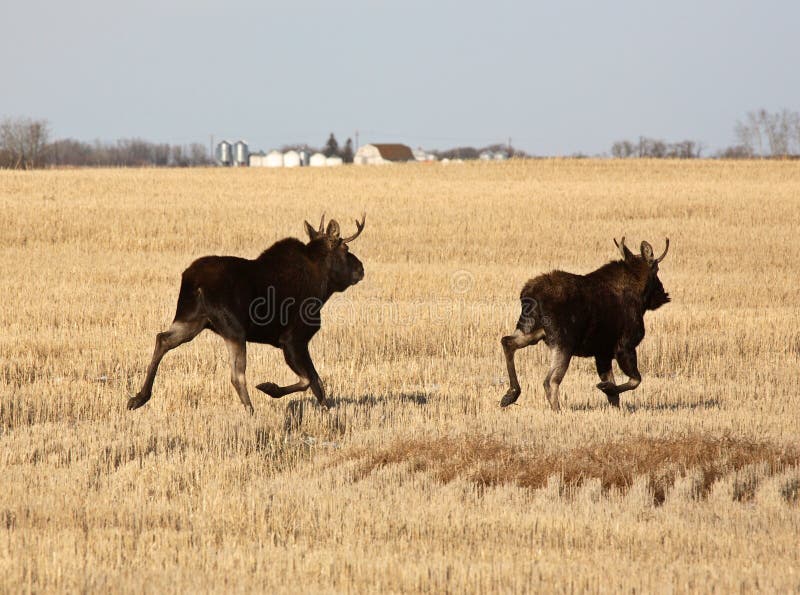 Moose running in winter stock image. Image of saskatchewan - 1082377