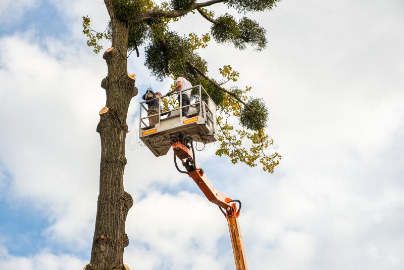 Two Male Service Workers Cutting Down Big Tree Branches with Chainsaw ...