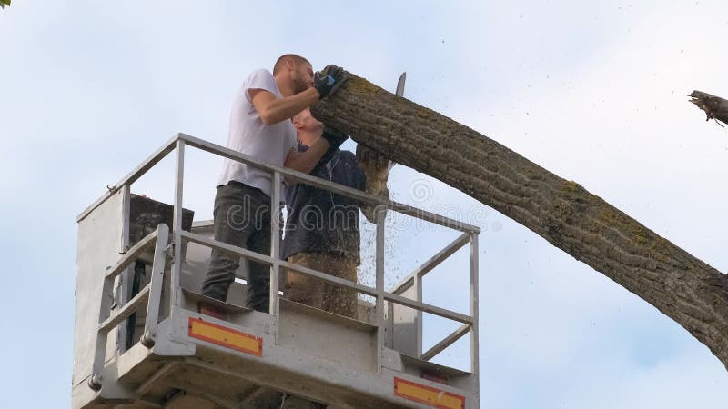 Two Service Workers Cutting Down Big Tree Branches with Chainsaw from ...