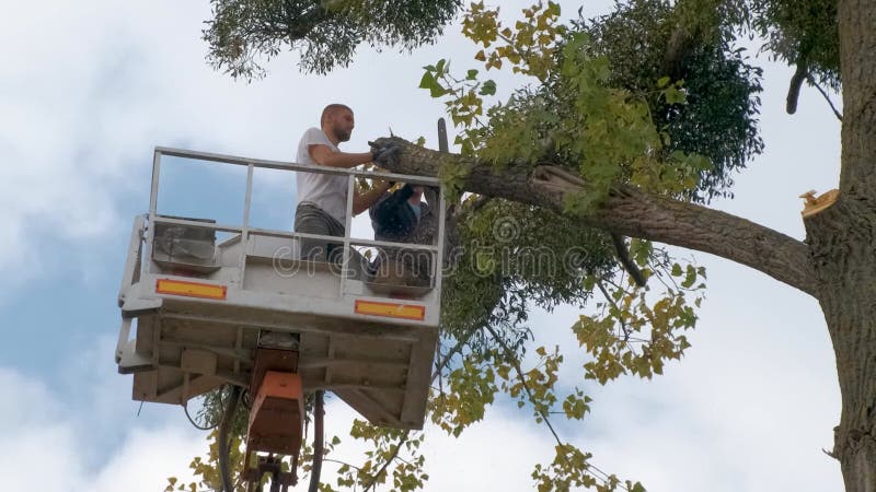 Two Male Service Workers Cutting Down Big Tree Branches with Chainsaw ...