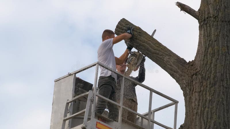 Two Service Workers Cutting Down Big Tree Branches with Chainsaw from ...