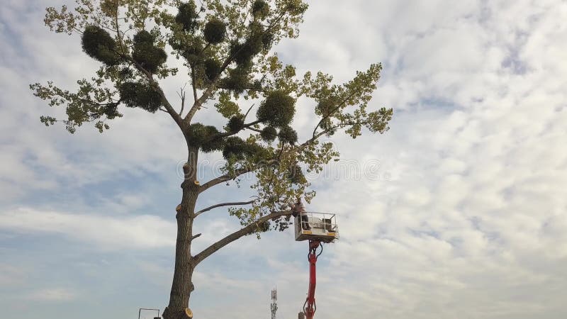 Two Male Service Workers Cutting Down Big Tree Branches with Chainsaw ...