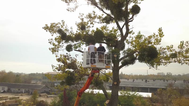Two Service Workers Cutting Down Big Tree Branches with Chainsaw from ...