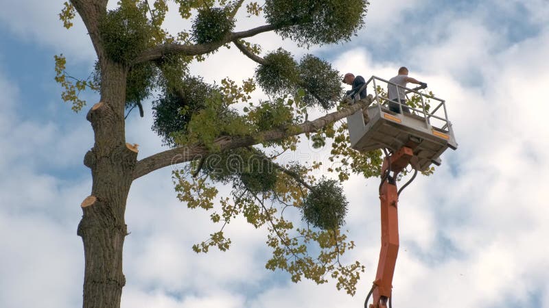 Two Service Workers Cutting Down Big Tree Branches with Chainsaw from ...