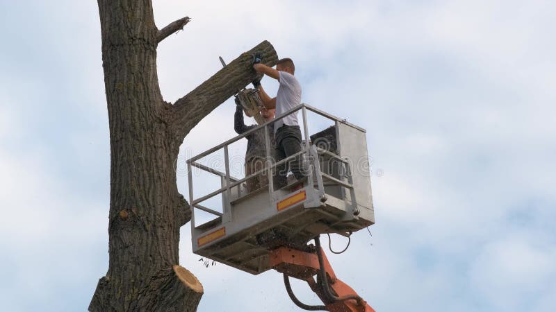 Two Service Workers Cutting Down Big Tree Branches with Chainsaw from ...