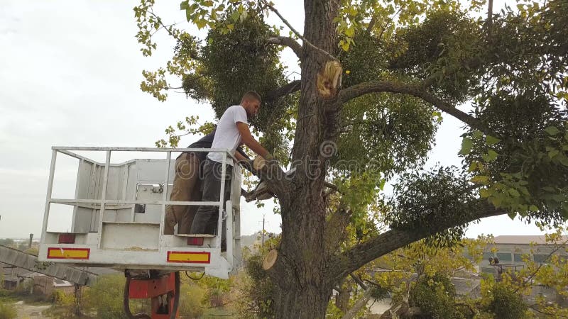 Two Service Workers Cutting Down Big Tree Branches with Chainsaw from ...