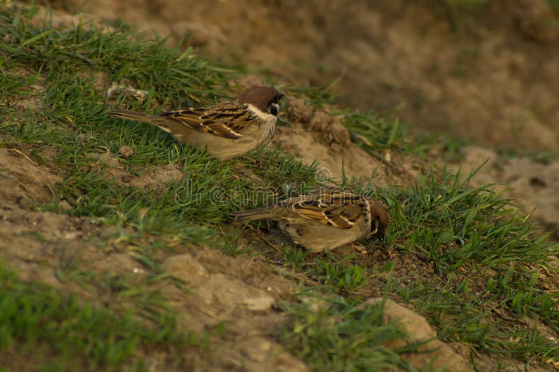 Two male sparrows stock photo. Image of sparrows, feeding - 280117612