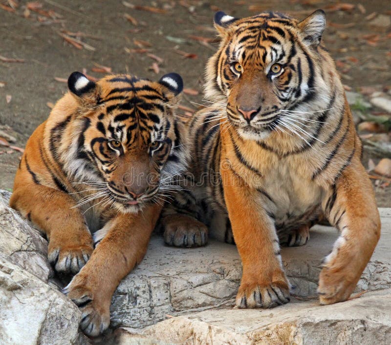 Kenny The Tiger And His Brother