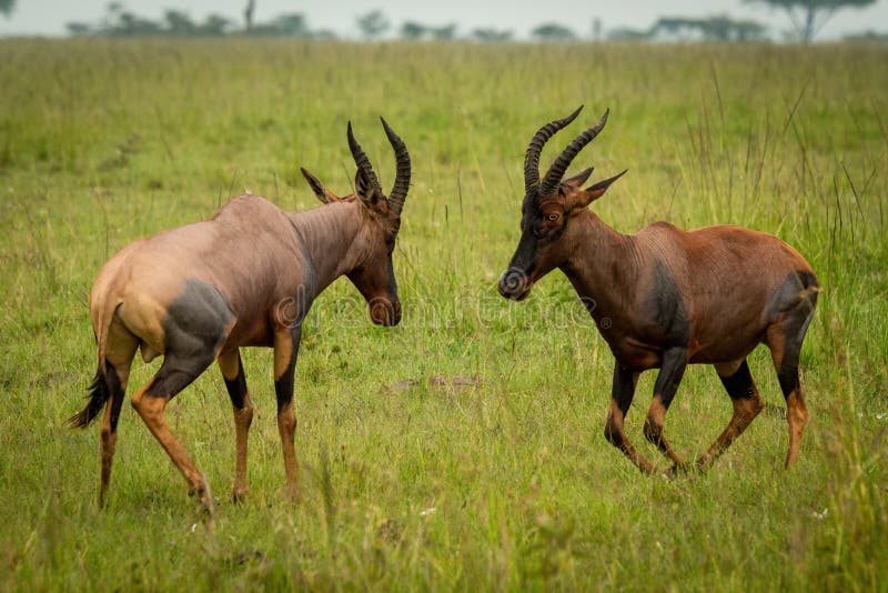 Male Topi Grazing African Plains Stock Photo - Image of holiday ...