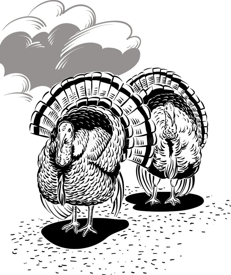 Two turkeys scratching stock illustration. Illustration of male - 87877766