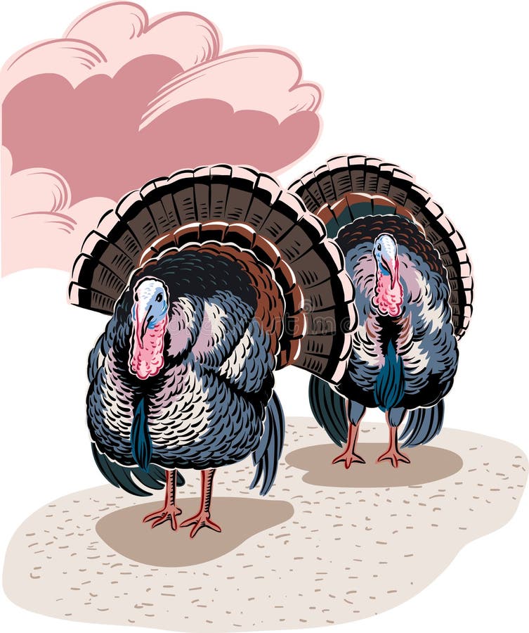 Two male turkeys stock illustration. Illustration of meleagris - 87877754