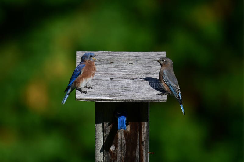 Two Males and Female Eastern Bluebird Investigate a Nesting Box Stock ...